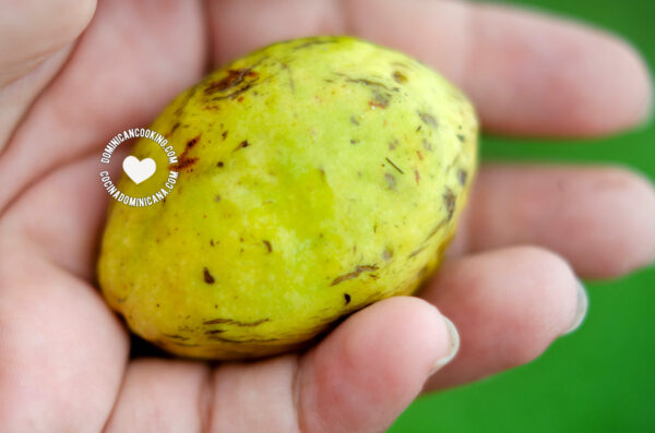 30+ Frutas Dominicanas - De Aguacate a Zapote